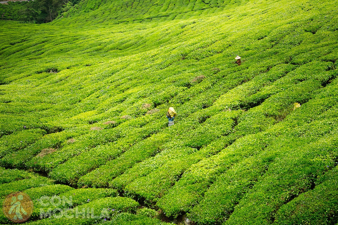 ᐈ Malaysia's Cameron Highlands, Tea Plantations and Hiking