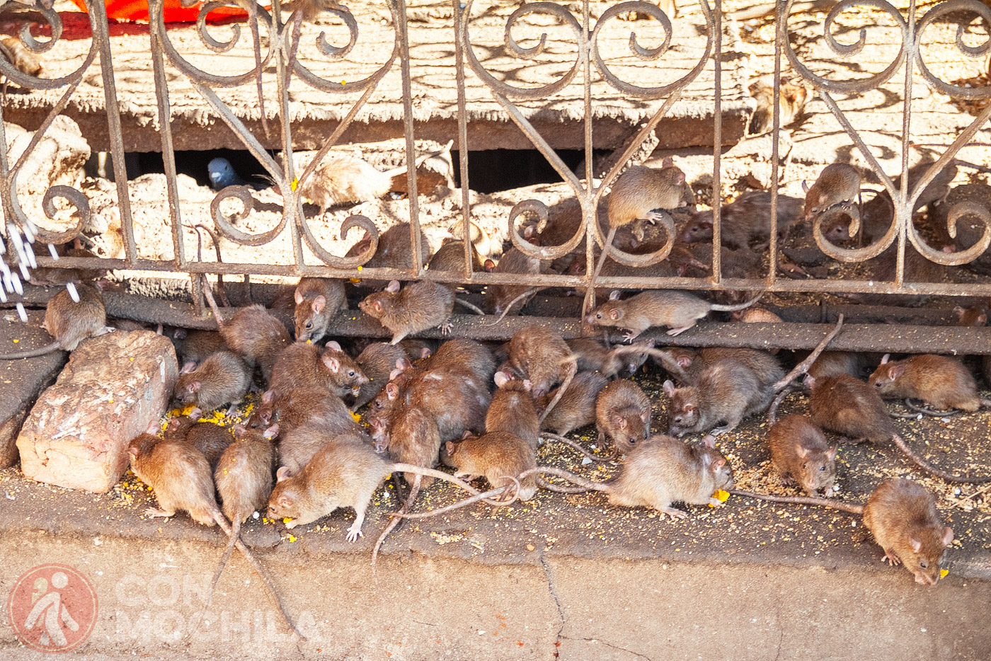 ᐈ Karni Mata, el único y peculiar templo de las ratas de India