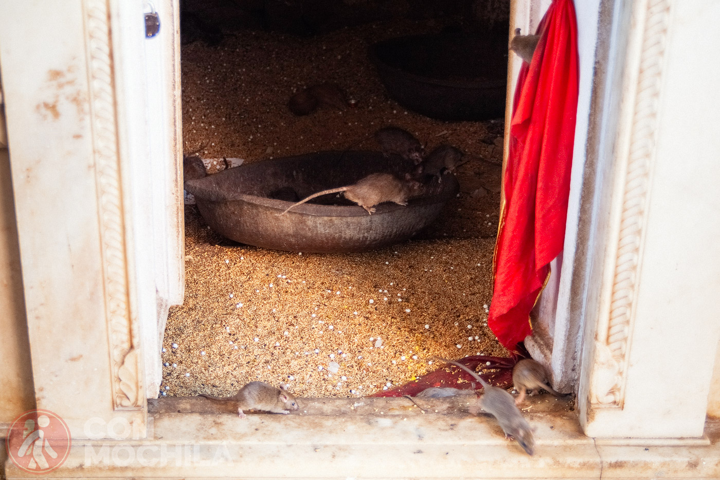 ᐈ Karni Mata, el único y peculiar templo de las ratas de India