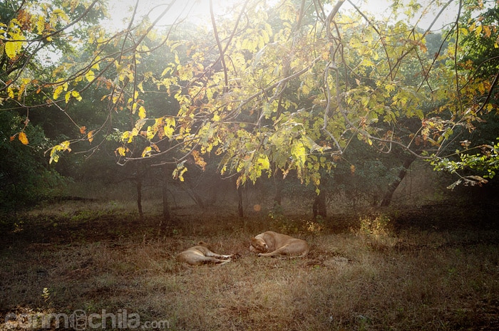 ᐈ El parque nacional Gir, único hogar del león asiático en India