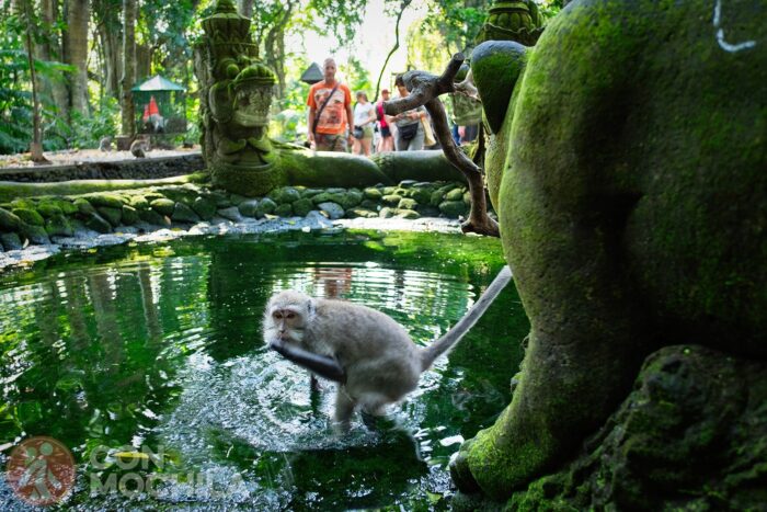 ᐈ Ubud Monkey Forest, el santuario sagrado lleno de monos