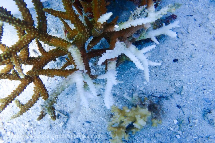 ᐈ ¿Por qué los corales están perdiendo sus colores?