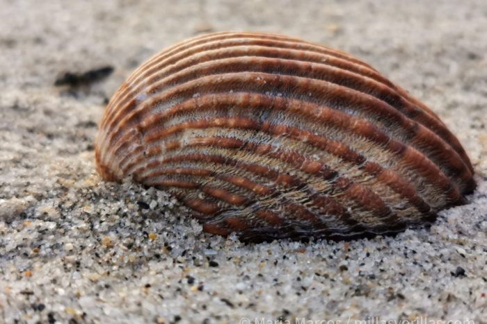 ᐈ ¿Por qué las conchas de la playa se deben quedar en la playa?