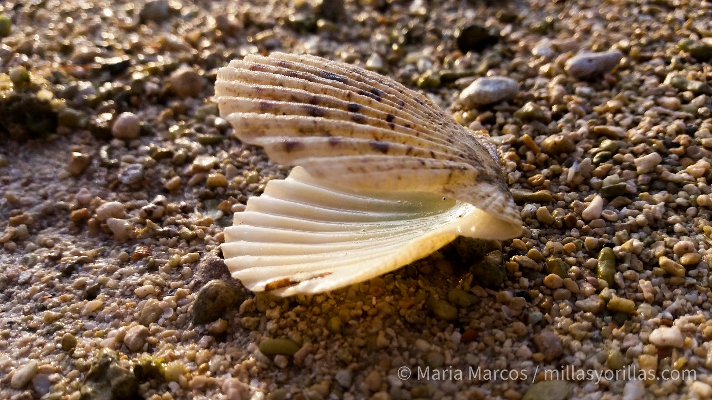 ᐈ ¿Por qué las conchas de la playa se deben quedar en la playa?