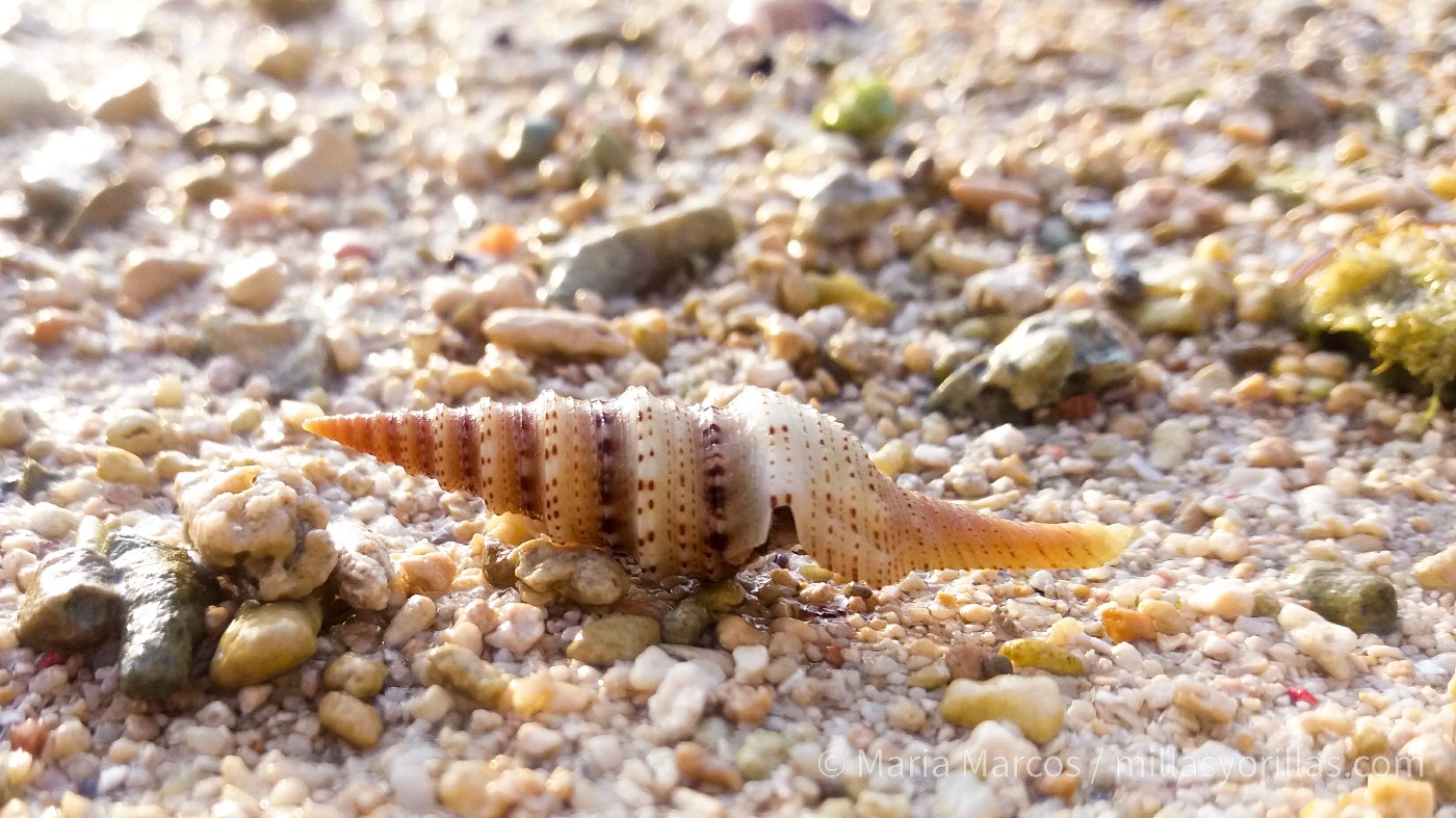 ᐈ ¿Por qué las conchas de la playa se deben quedar en la playa?