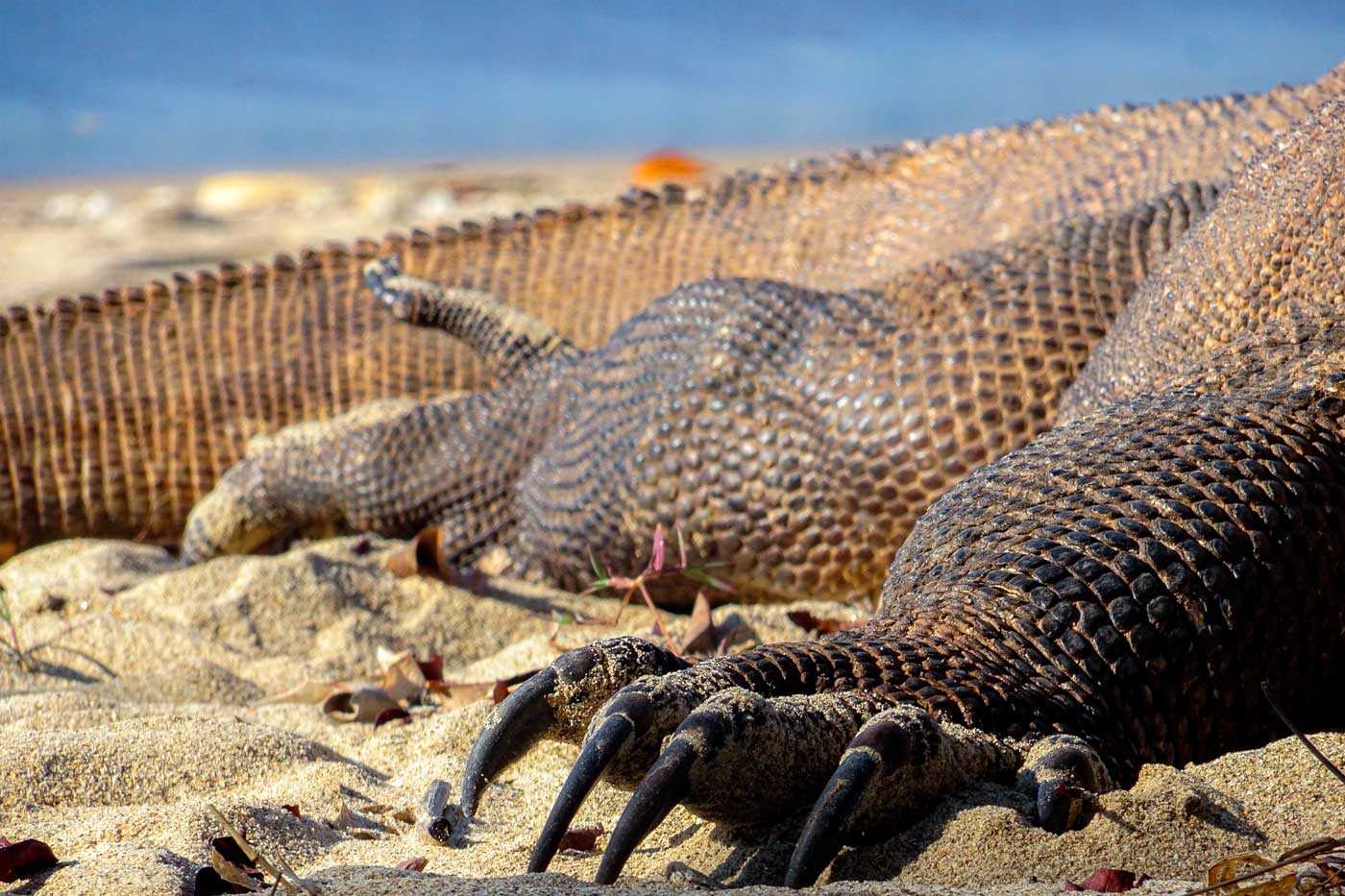 Labuan Bajo, la puerta de entrada a Komodo por Flores