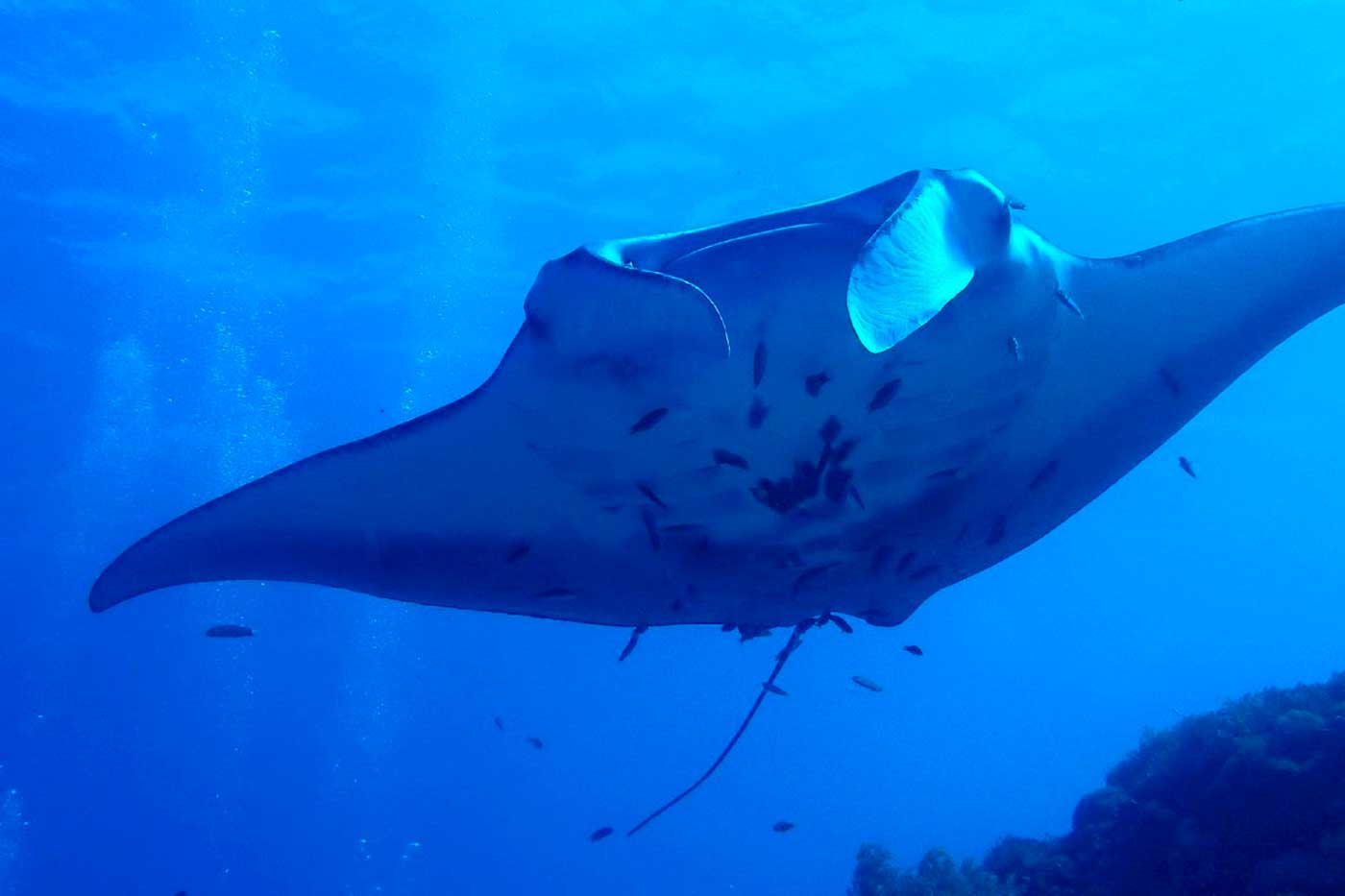Labuan Bajo, la puerta de entrada a Komodo por Flores